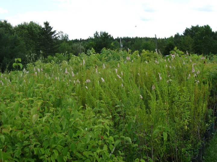 About - Ontario Native Plant Nursery | Container Grown | (705)466-6290