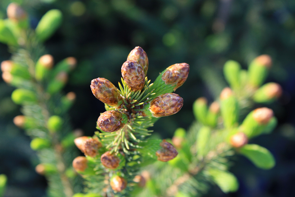 White-spruce-1.jpg — Ontario Native Plant Nursery