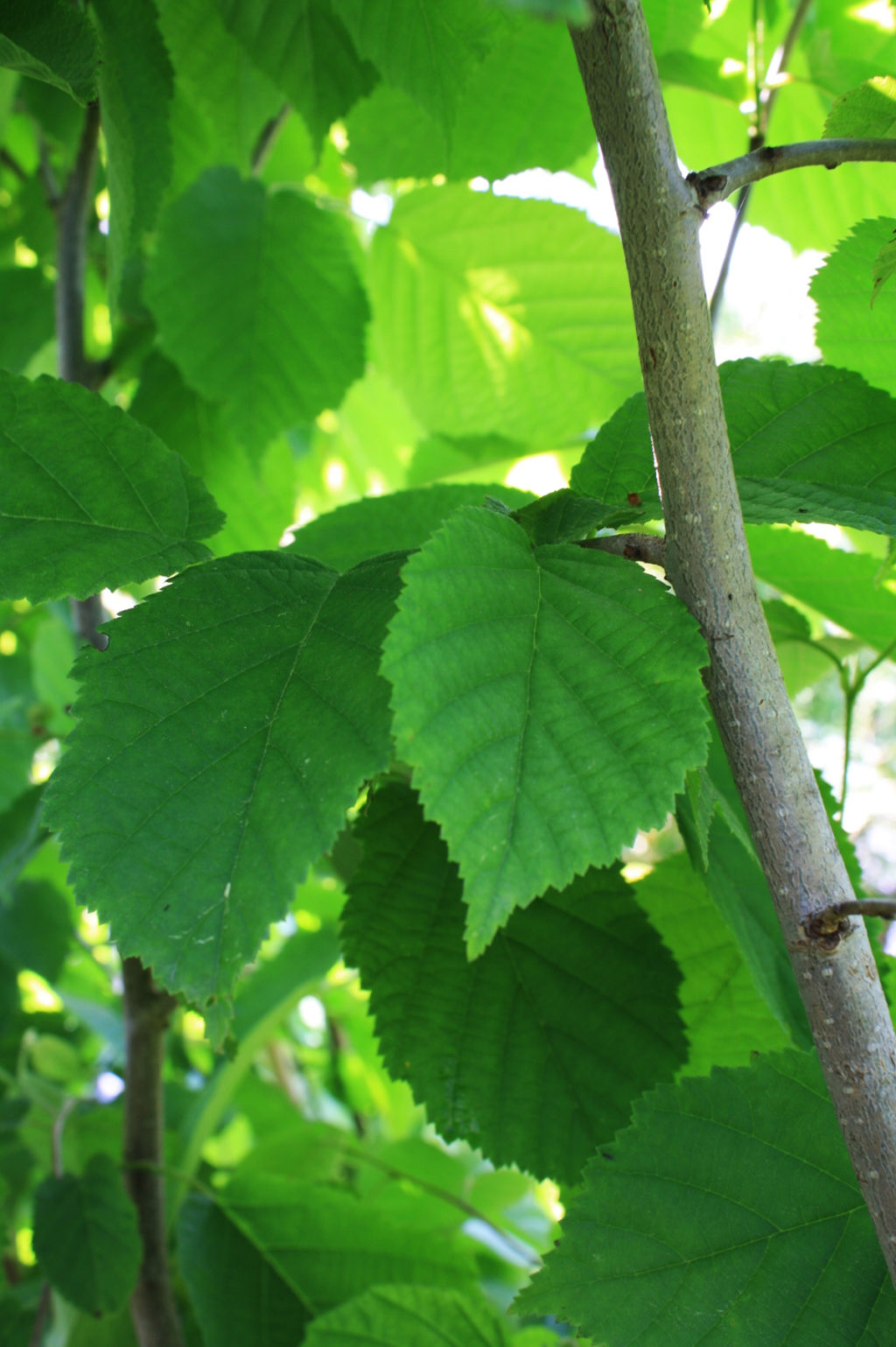 American Hazel leaf branch 1 — Ontario Native Plant Nursery | Container ...
