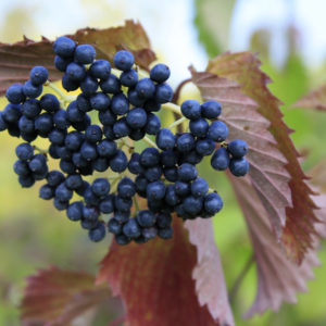 native shrubs Ontario — Ontario Native Plant Nursery