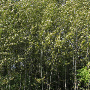 Ontario native trees — Ontario Native Plant Nursery