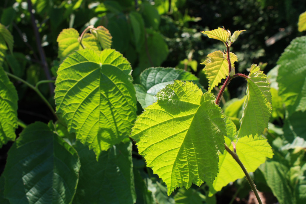 Beaked Hazel — Ontario Native Plant Nursery