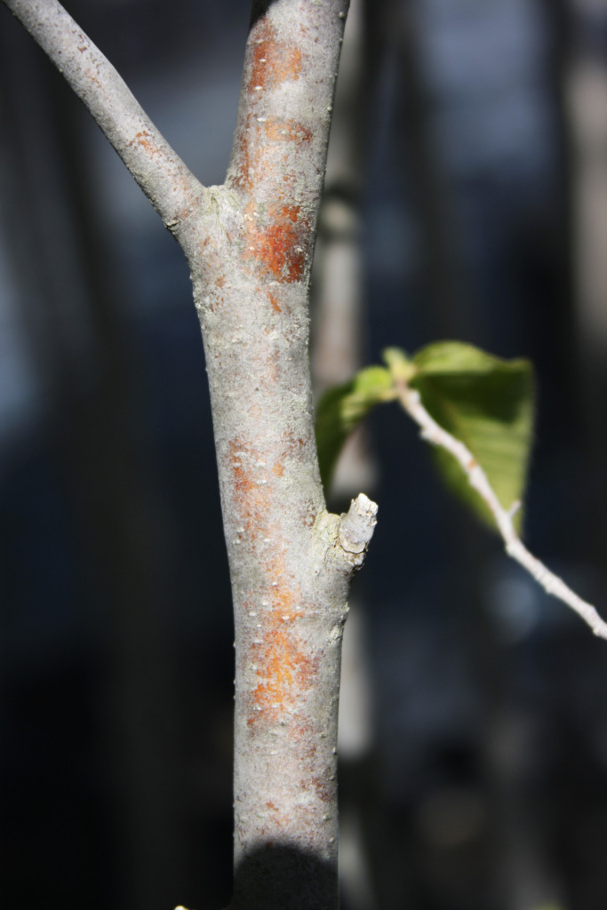 Blue Beech bark 1 — Ontario Native Plant Nursery