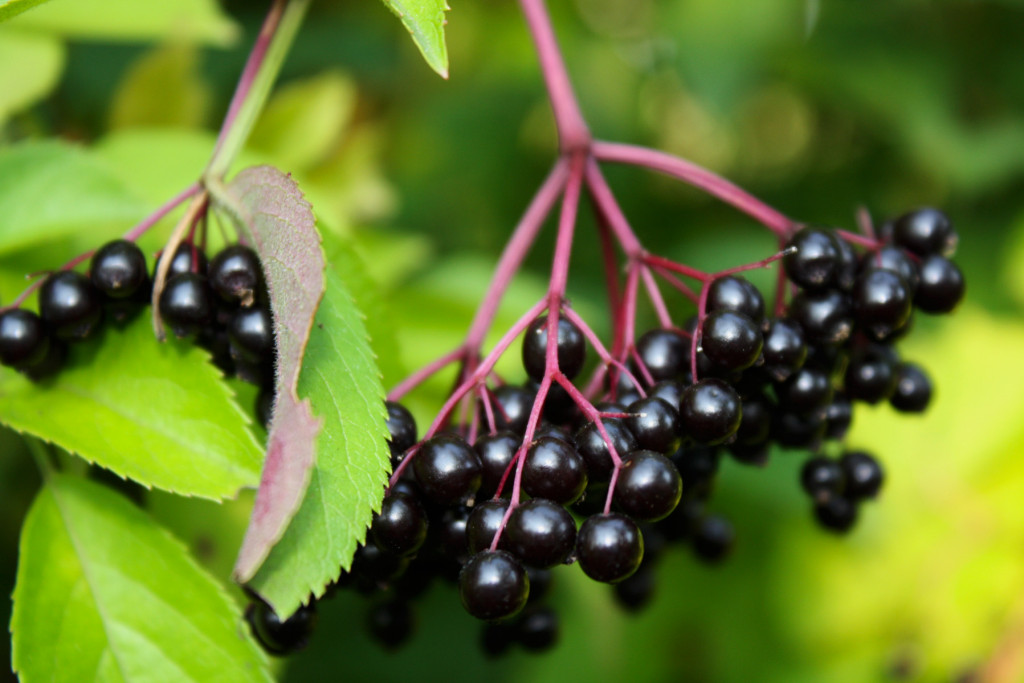Common Elder berry — Ontario Native Plant Nursery