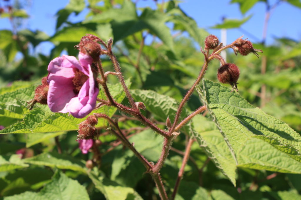 Flowering Raspberry — Ontario Native Plant Nursery
