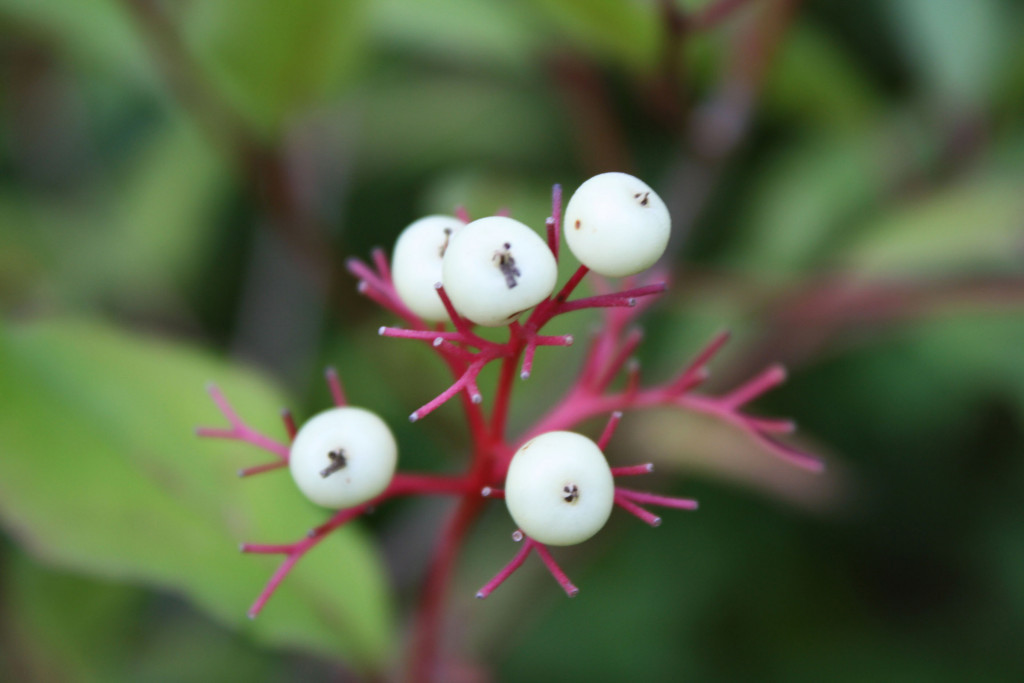 Grey dogwood berry 3 — Ontario Native Plant Nursery | Container Grown ...