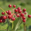 native shrubs Ontario — Ontario Native Plant Nursery