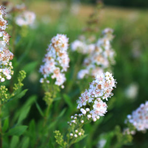 native shrubs Ontario — Ontario Native Plant Nursery