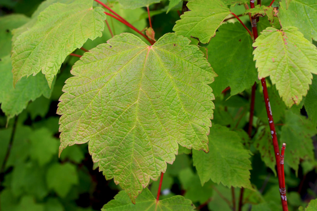 Mountain Maple — Ontario Native Plant Nursery