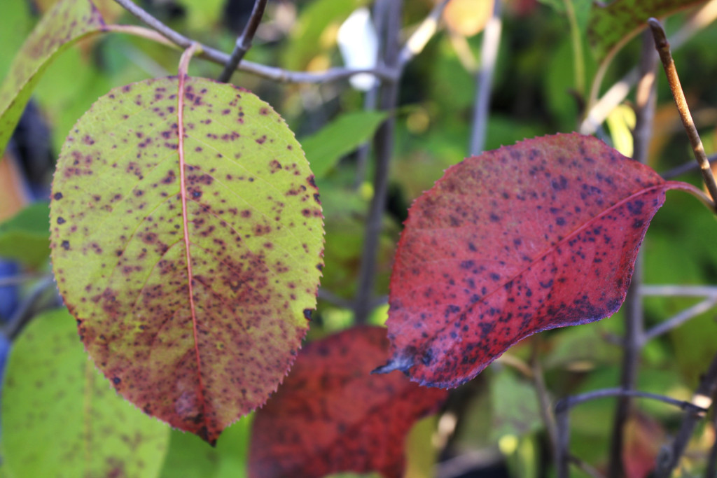 Nannyberry fall colour — Ontario Native Plant Nursery