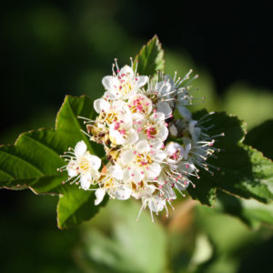 native shrubs Ontario — Ontario Native Plant Nursery