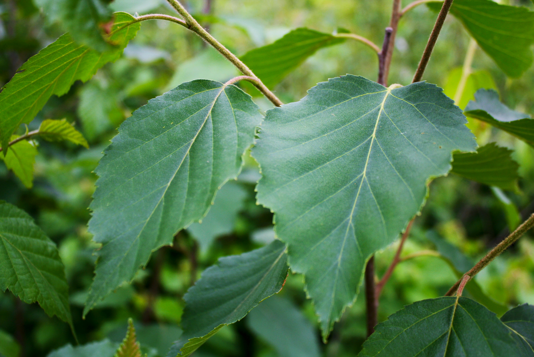 Paper Birch Leaf 1 Ontario Native Plant Nursery Container Grown 