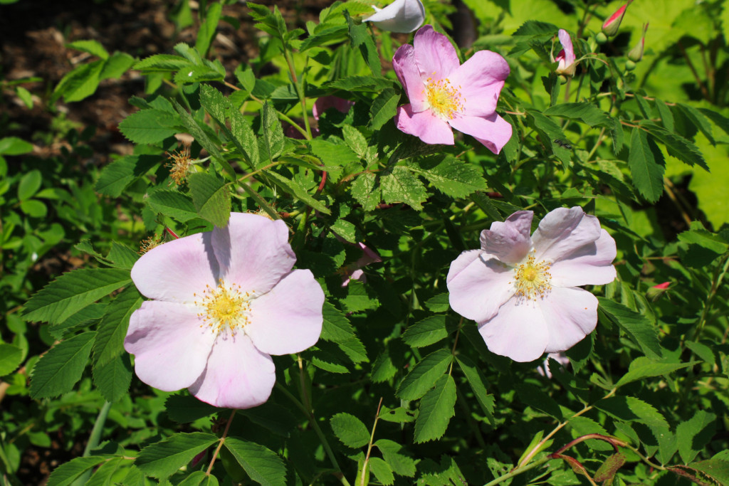 Pasture Rose — Ontario Native Plant Nursery