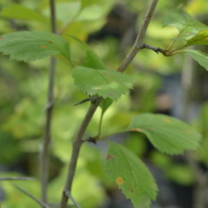 native shrubs Ontario — Ontario Native Plant Nursery