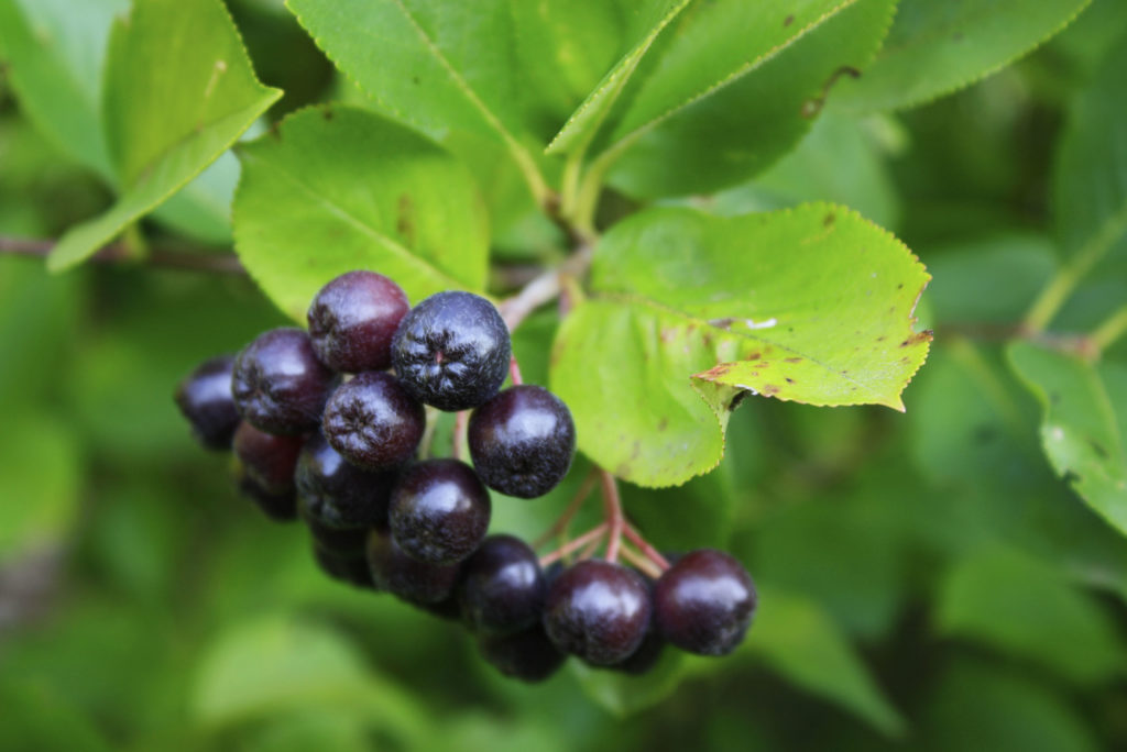 Chokeberry — Ontario Native Plant Nursery
