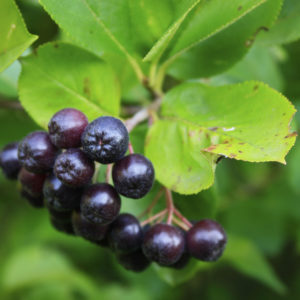 native shrubs Ontario — Ontario Native Plant Nursery