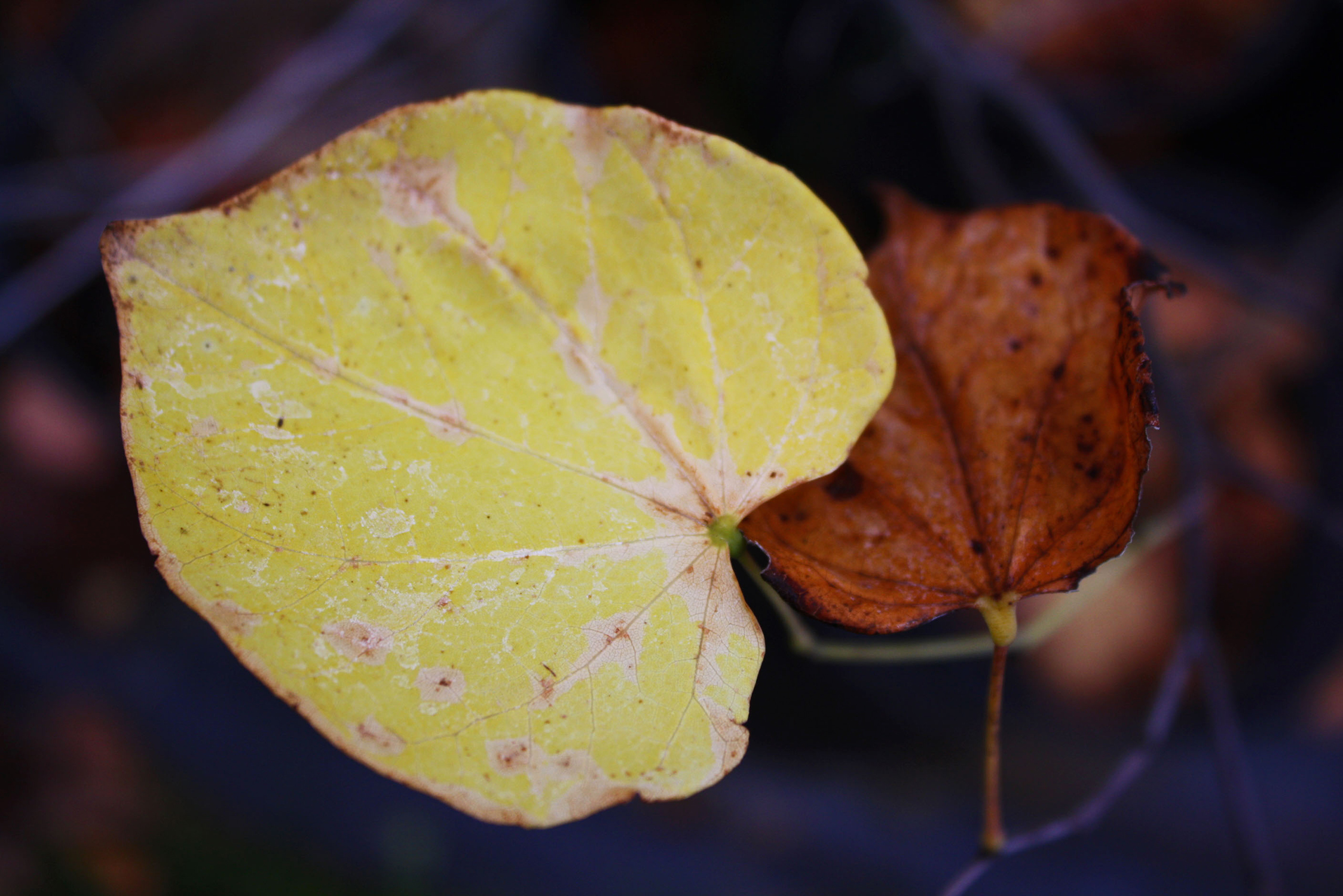 Red Bud fall colour — Ontario Native Plant Nursery