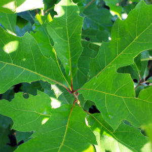 Ontario native trees — Ontario Native Plant Nursery