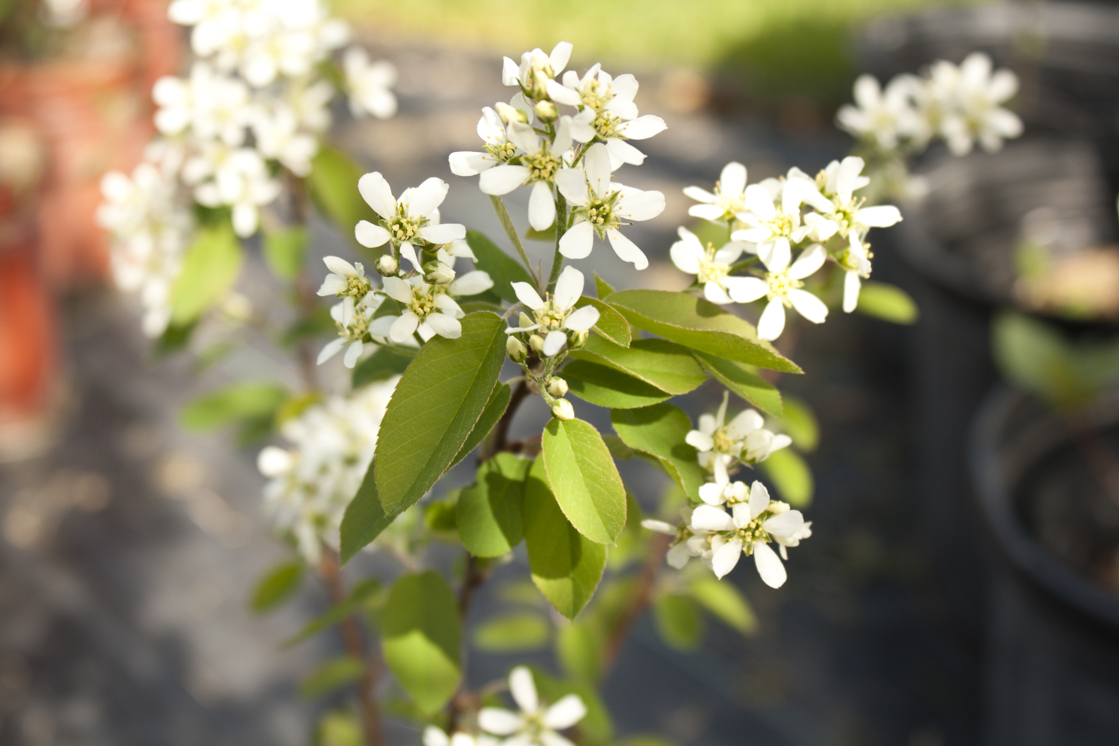 Running Serviceberry flw 1 — Ontario Native Plant Nursery