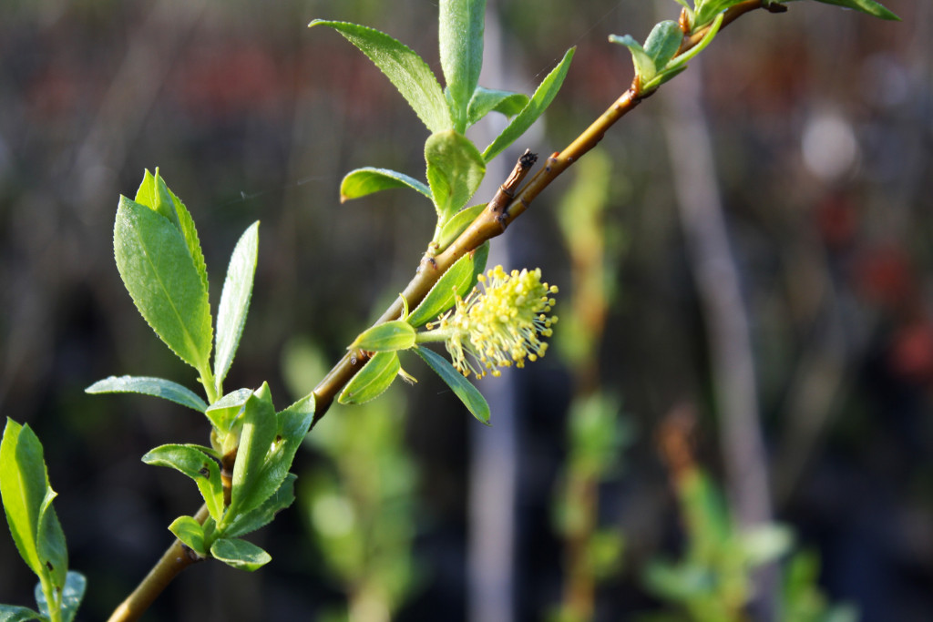 Sandbar Willow — Ontario Native Plant Nursery