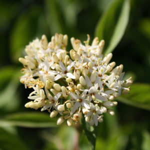 native shrubs Ontario — Ontario Native Plant Nursery