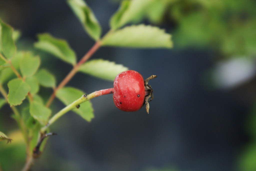 Swamp Rose — Ontario Native Plant Nursery