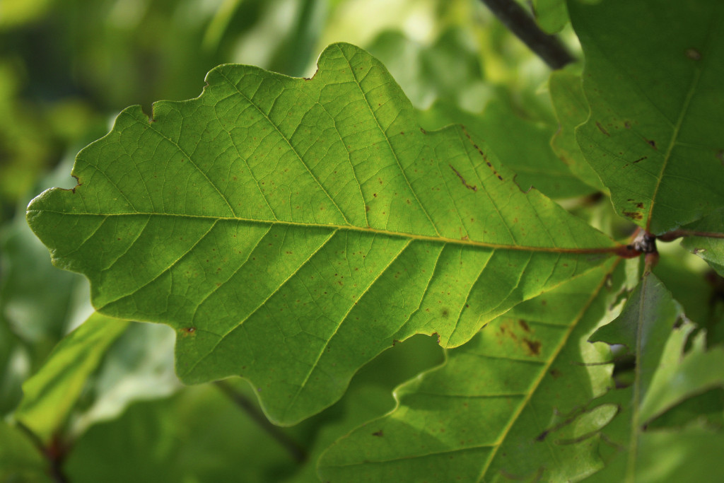 Swamp white oak — Ontario Native Plant Nursery | Container Grown | (705 ...