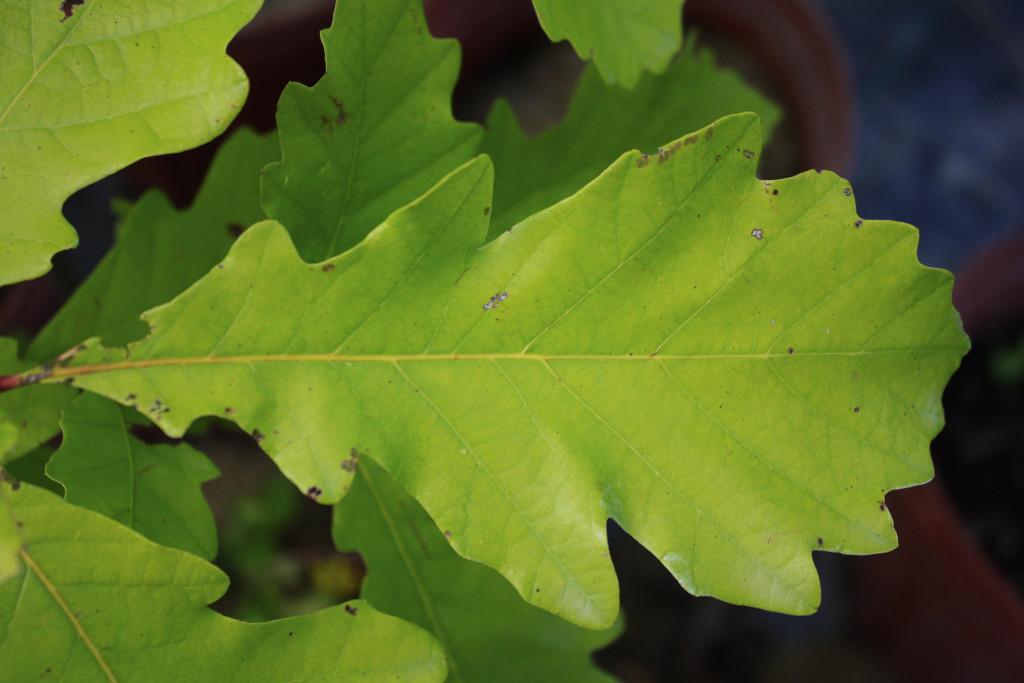Swamp white oak — Ontario Native Plant Nursery