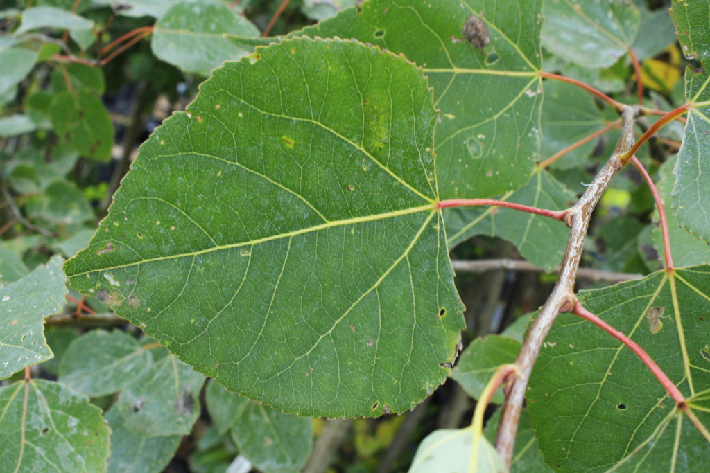 Trembling Aspen leaf — Ontario Native Plant Nursery