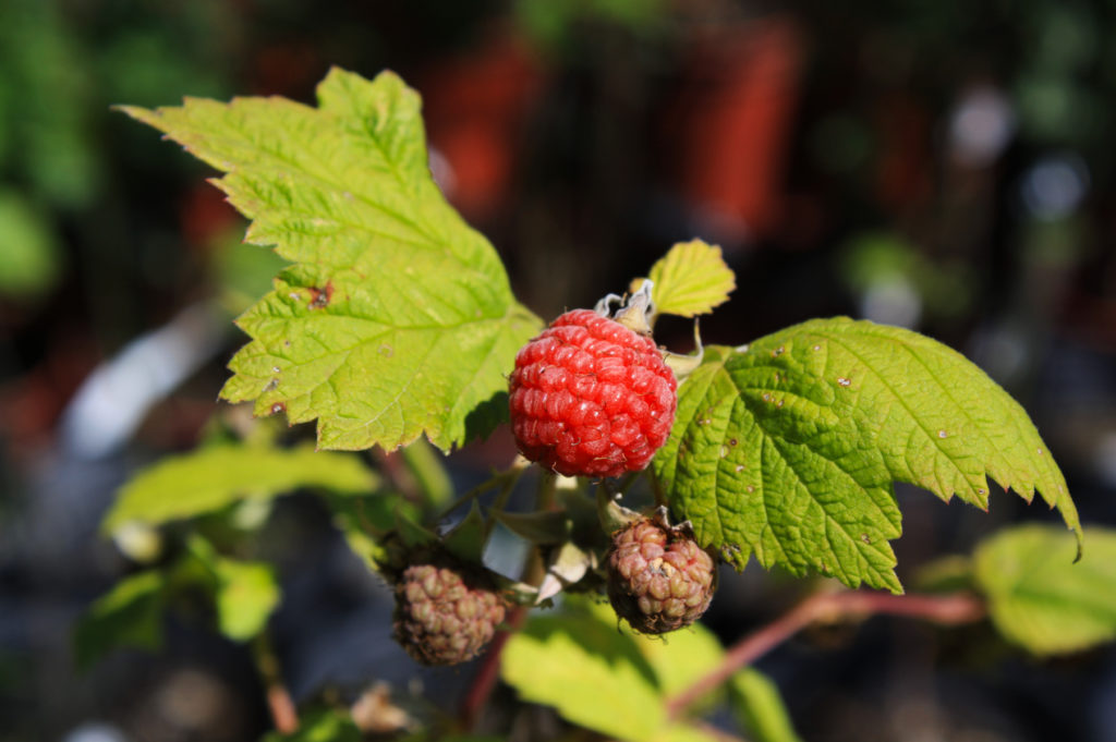 Wild Red Raspberry — Ontario Native Plant Nursery