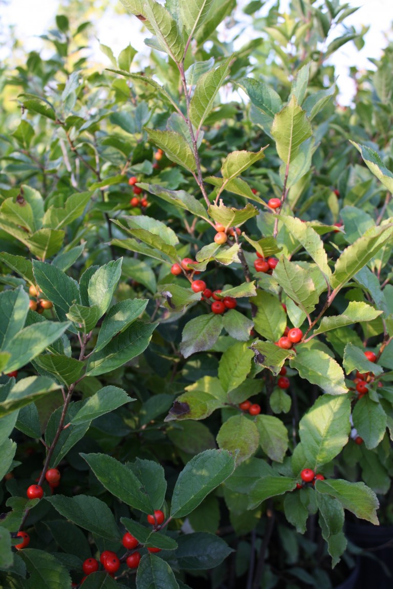 Five Native Berry-Producing Trees and Shrubs for Birds — Ontario Native ...