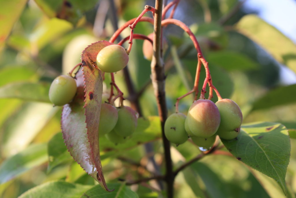Five Native Berry-Producing Trees and Shrubs for Birds — Ontario Native ...