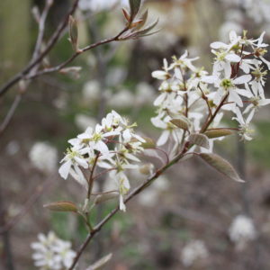 native shrubs Ontario — Ontario Native Plant Nursery