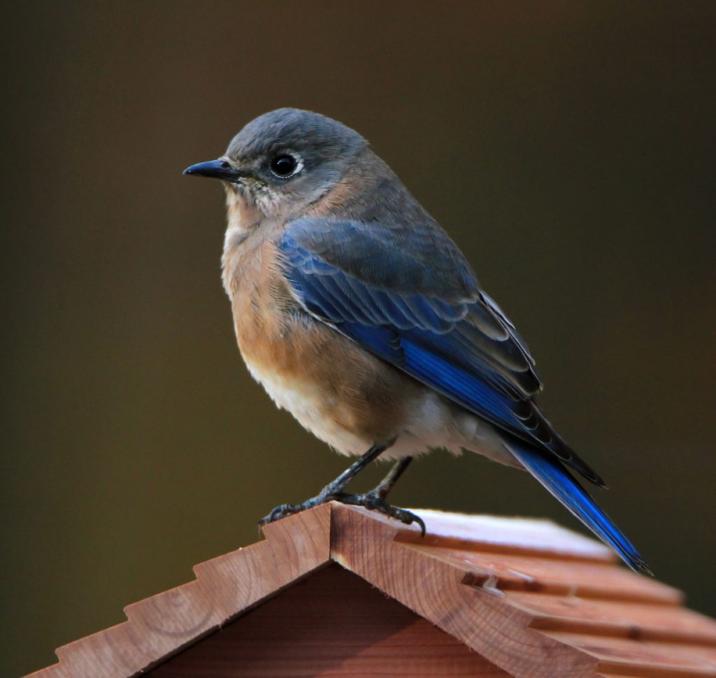 eastern bluebird — Ontario Native Plant Nursery