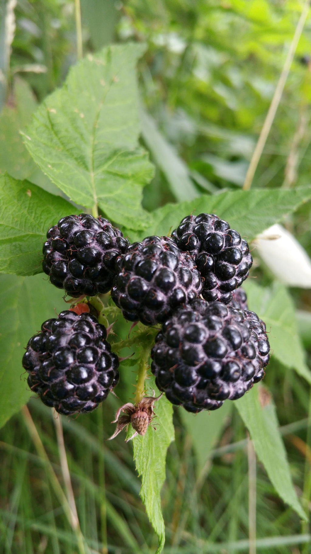 Black Raspberry — Ontario Native Plant Nursery