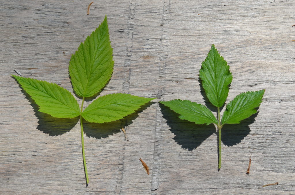 Blackberries & Black Raspberry — Ontario Native Plant Nursery