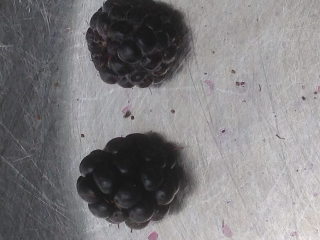 Blackberries & Black Raspberry — Ontario Native Plant Nursery