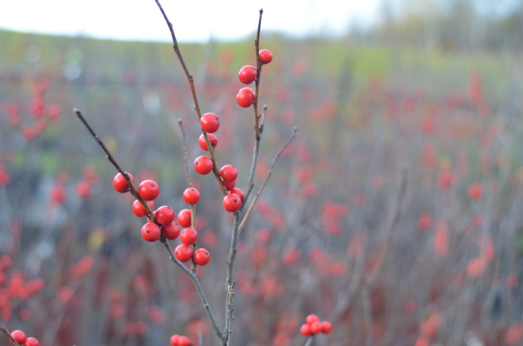 Winterberry — Ontario Native Plant Nursery