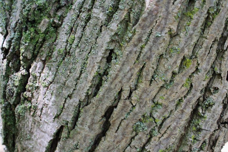 butternut — Ontario Native Plant Nursery