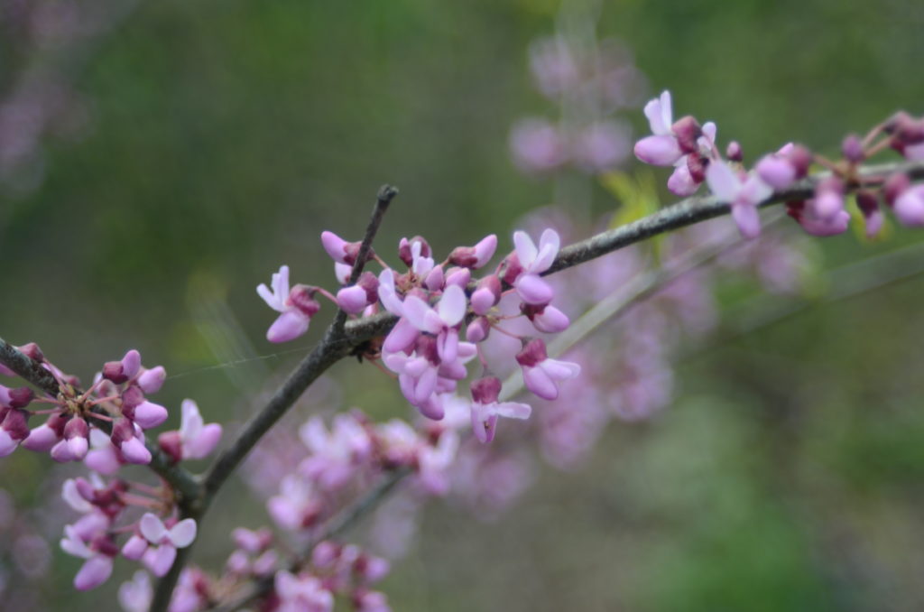 Eastern Redbud — Ontario Native Plant Nursery