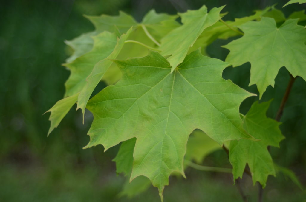 Sugar Maple — Ontario Native Plant Nursery