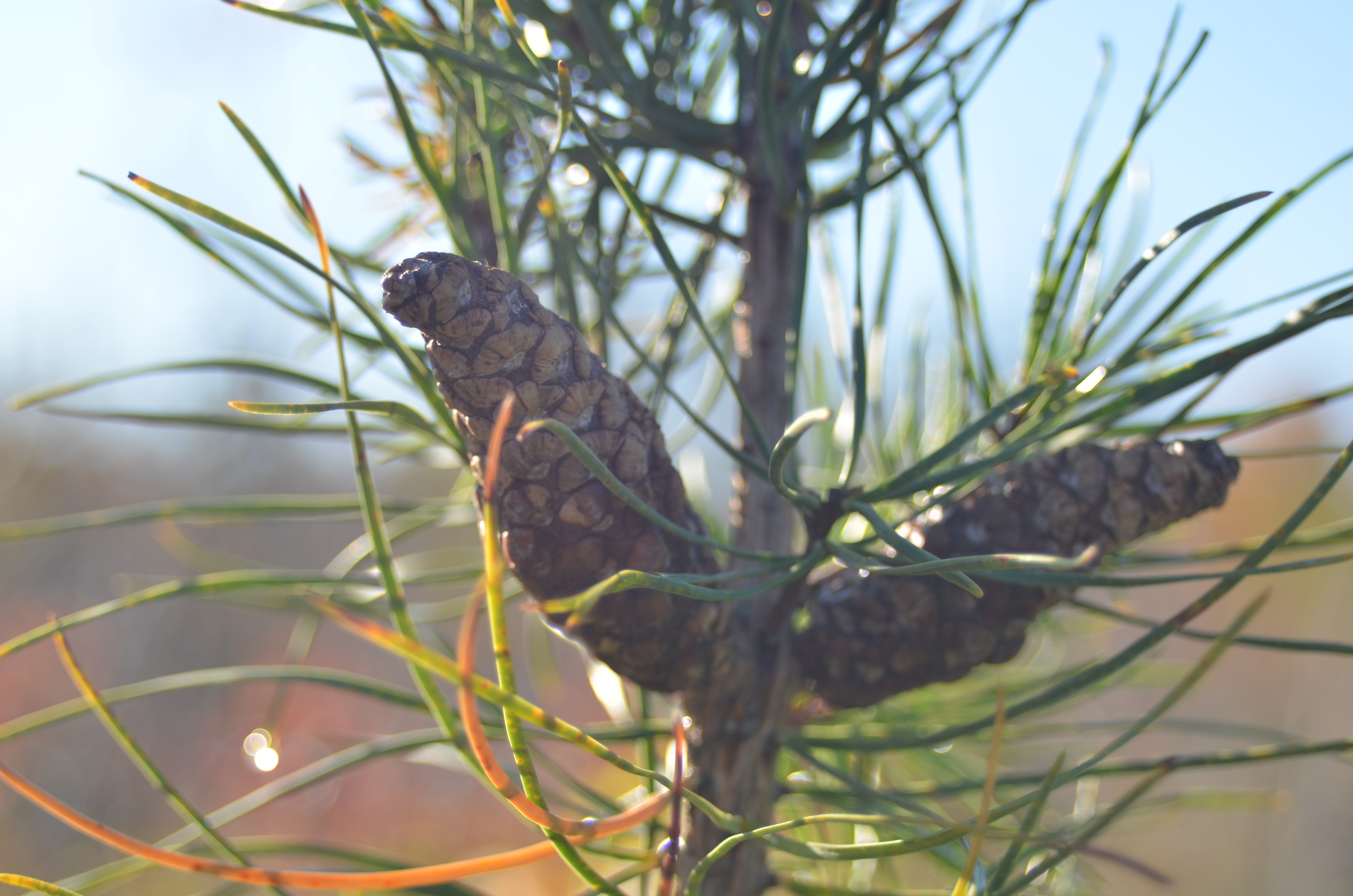 jack pine — Ontario Native Plant Nursery | Container Grown | (705)466-6290