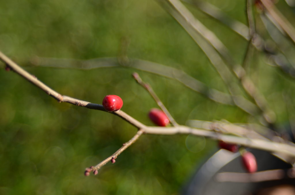 Spicebush — Ontario Native Plant Nursery
