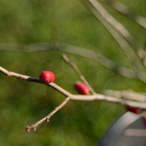 native shrubs Ontario — Ontario Native Plant Nursery