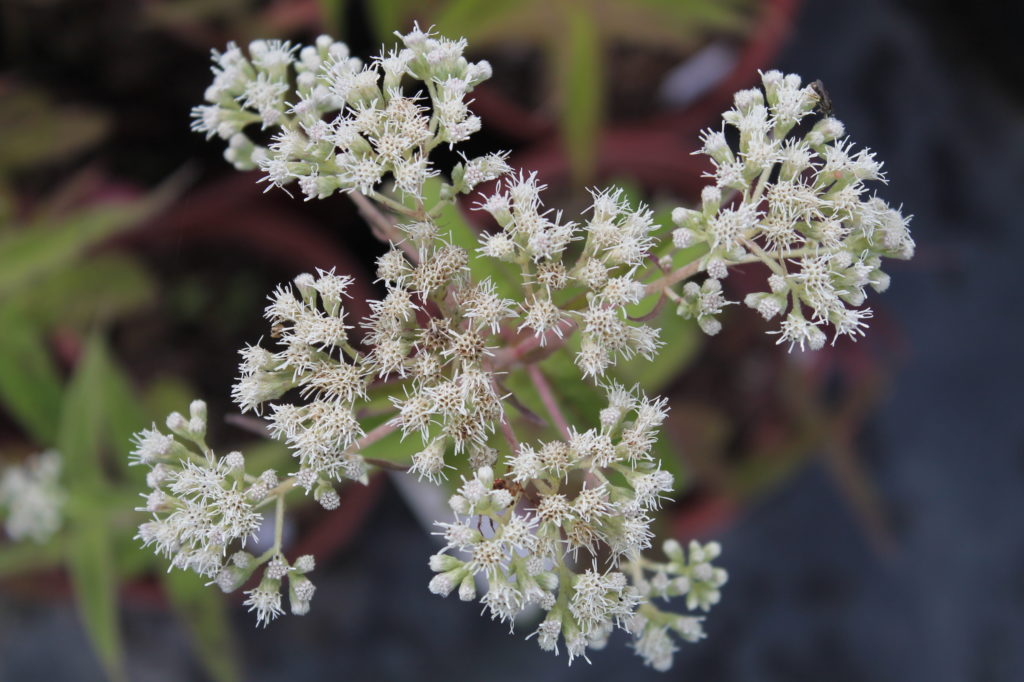 Common Boneset — Ontario Native Plant Nursery