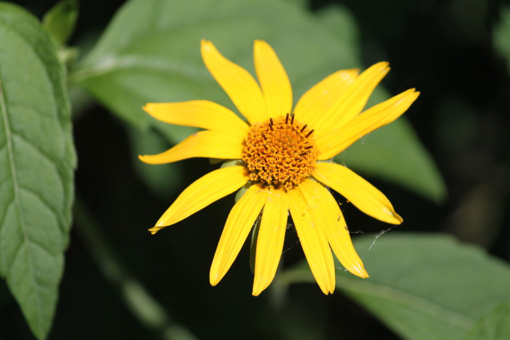 Pale-leaved Sunflower — Ontario Native Plant Nursery