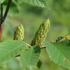 native shrubs Ontario — Ontario Native Plant Nursery
