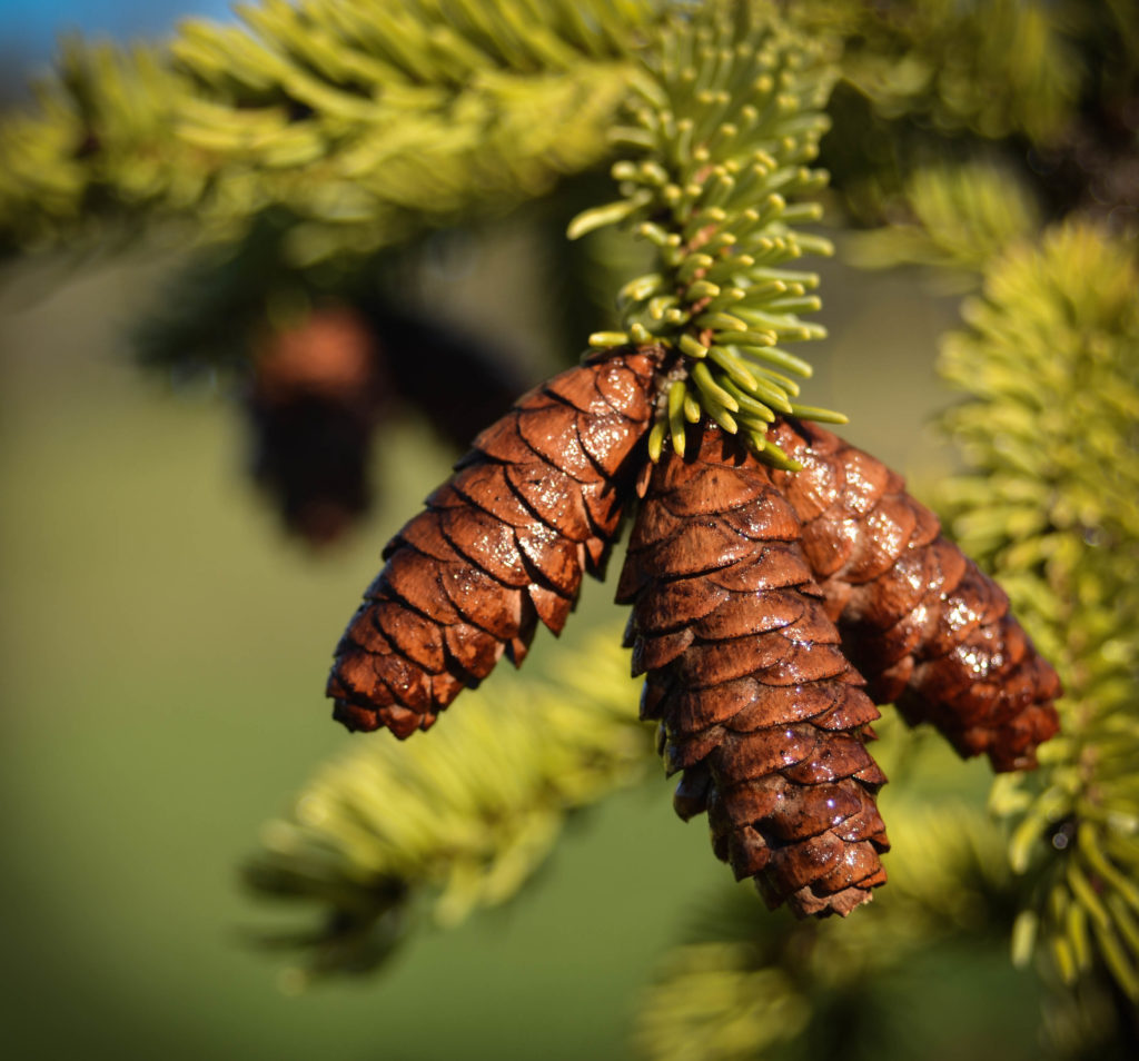 white spruce — Ontario Native Plant Nursery