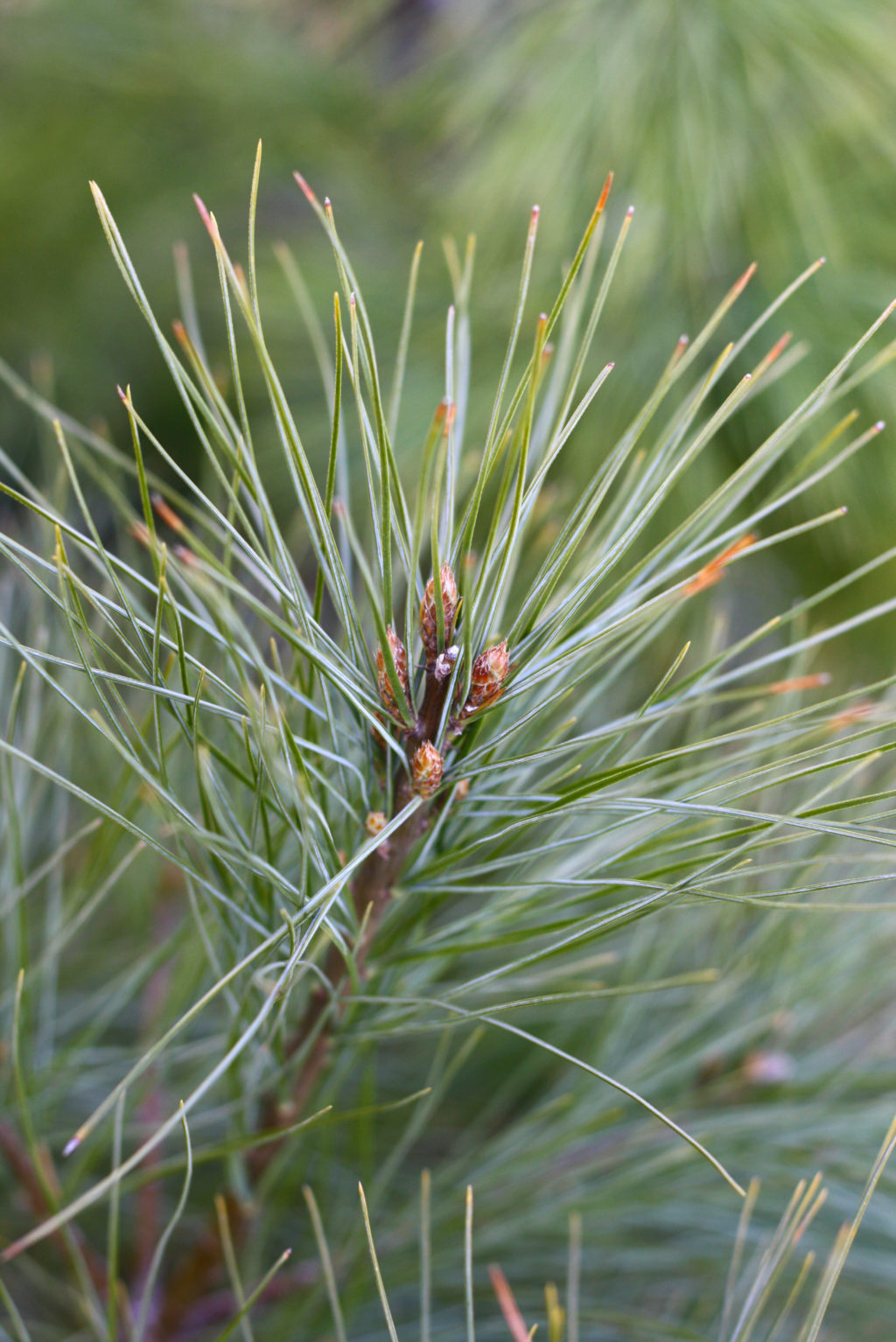 white pine — Ontario Native Plant Nursery