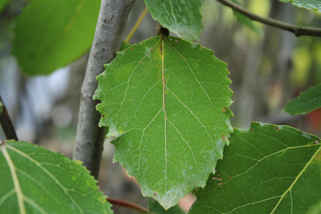 Big Tooth Aspen — Ontario Native Plant Nursery
